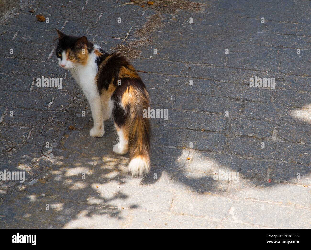 Gatos tricolores hi-res stock photography and images - Alamy