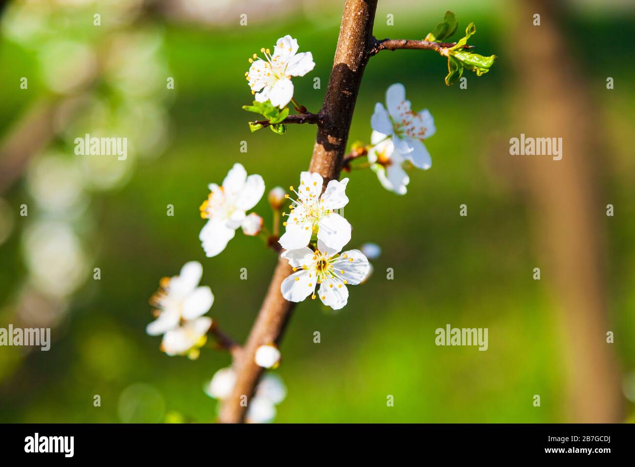 Flowering tree branch in spring. Beautiful landscape. Flowers close-up ...