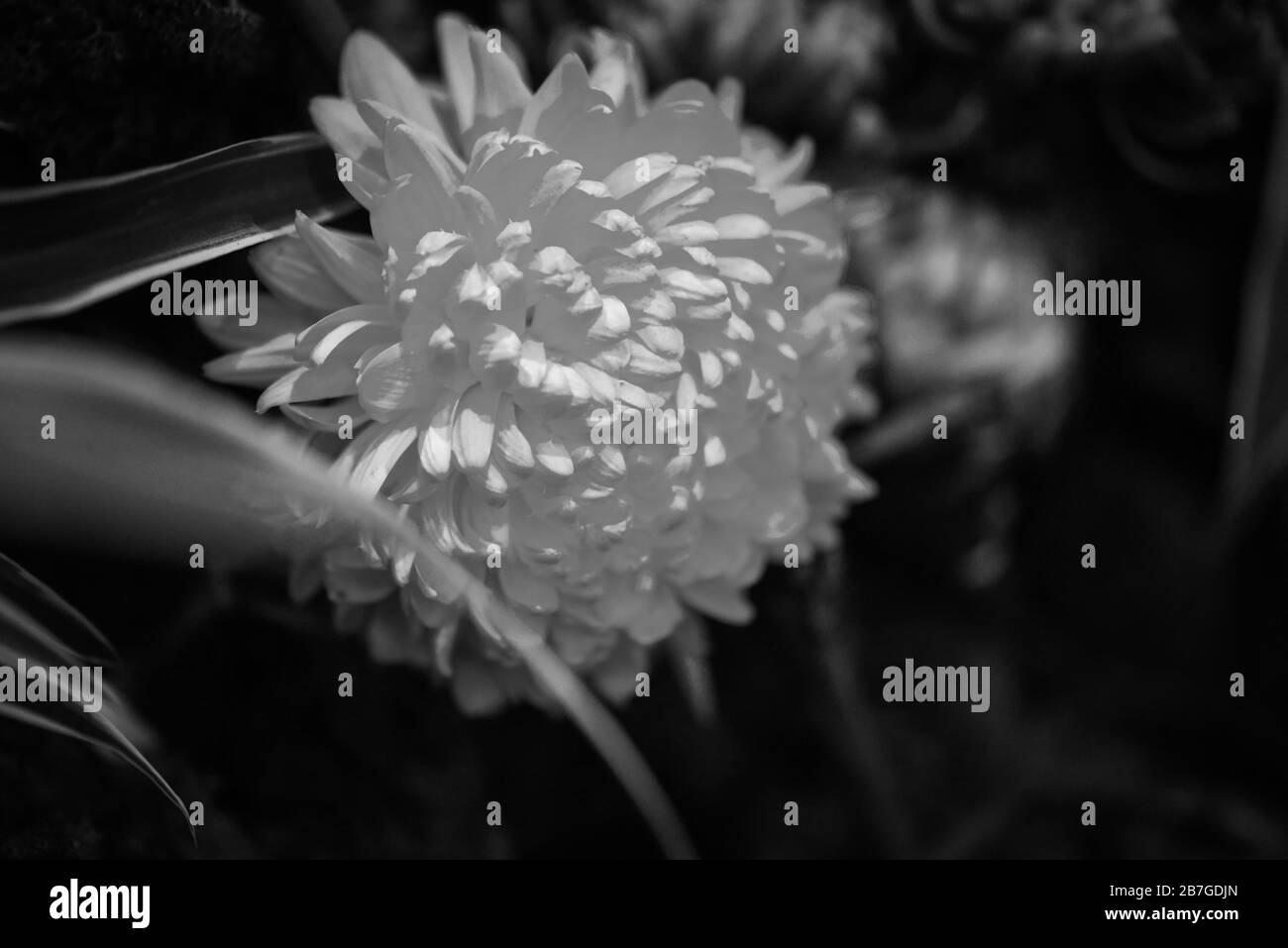 fresh natural flowers close up view Stock Photo - Alamy
