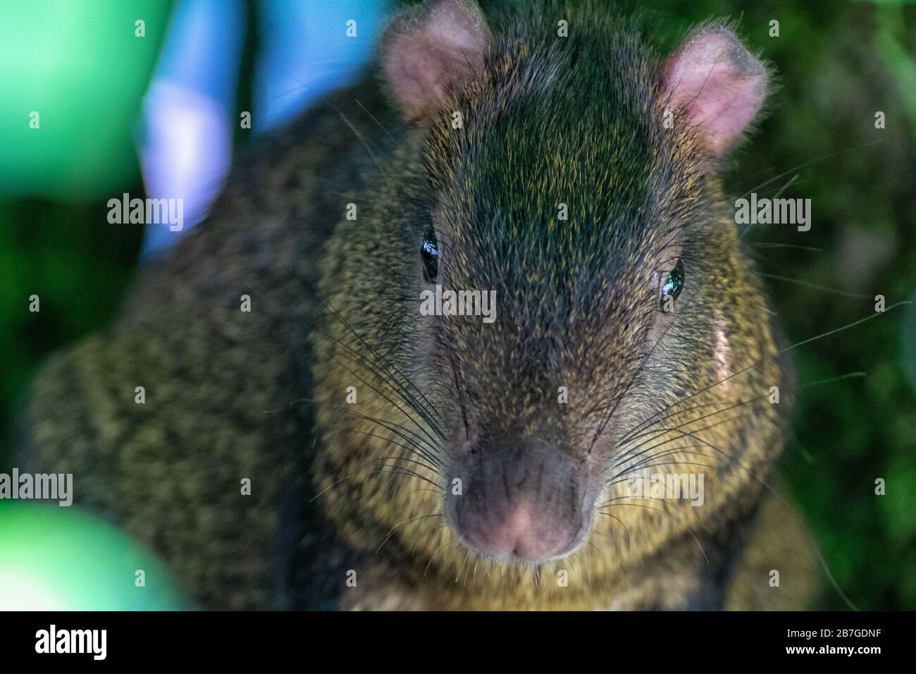 Agouti and white hi-res stock photography and images - Alamy