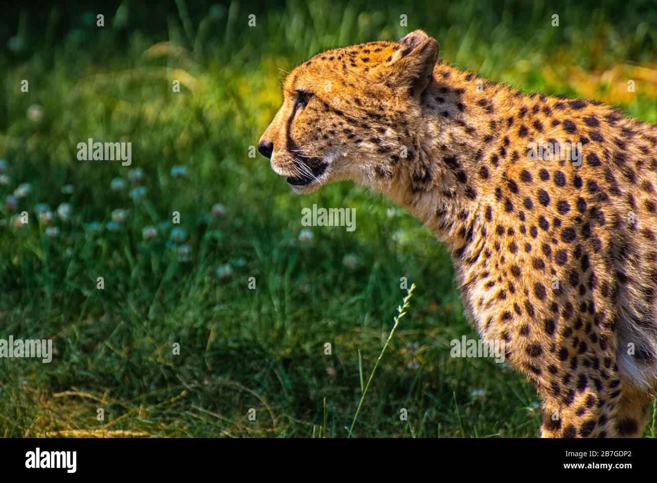 Side view of a cheetah Stock Photo - Alamy