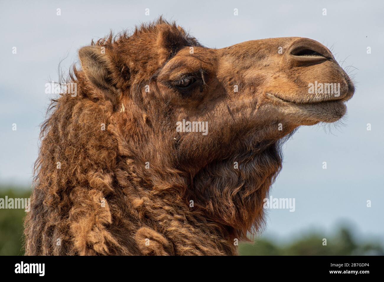 Portrait of an African dromedary Stock Photo - Alamy