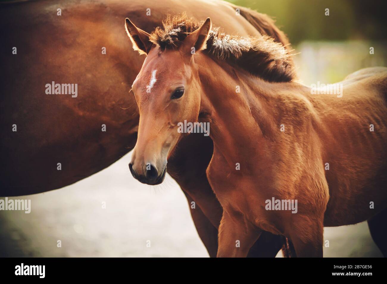 A cute colt with a fluffy mane, illuminated by the sun, stands timidly ...