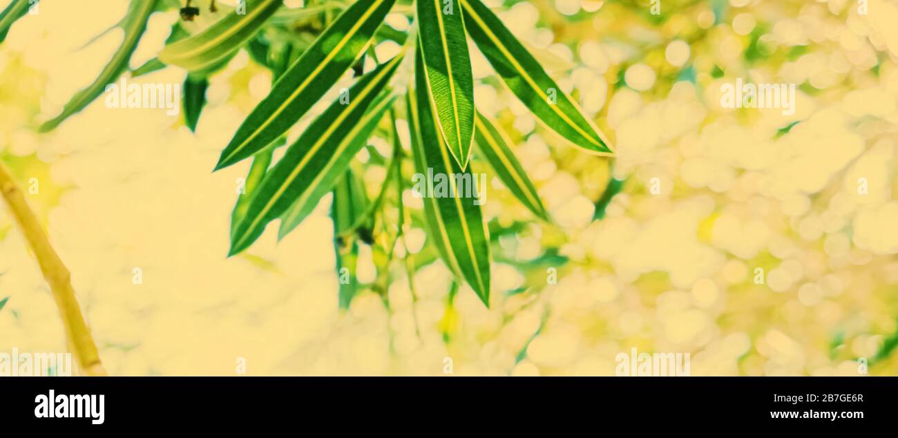 Botanical background, olive tree branches and leaves in summer ...