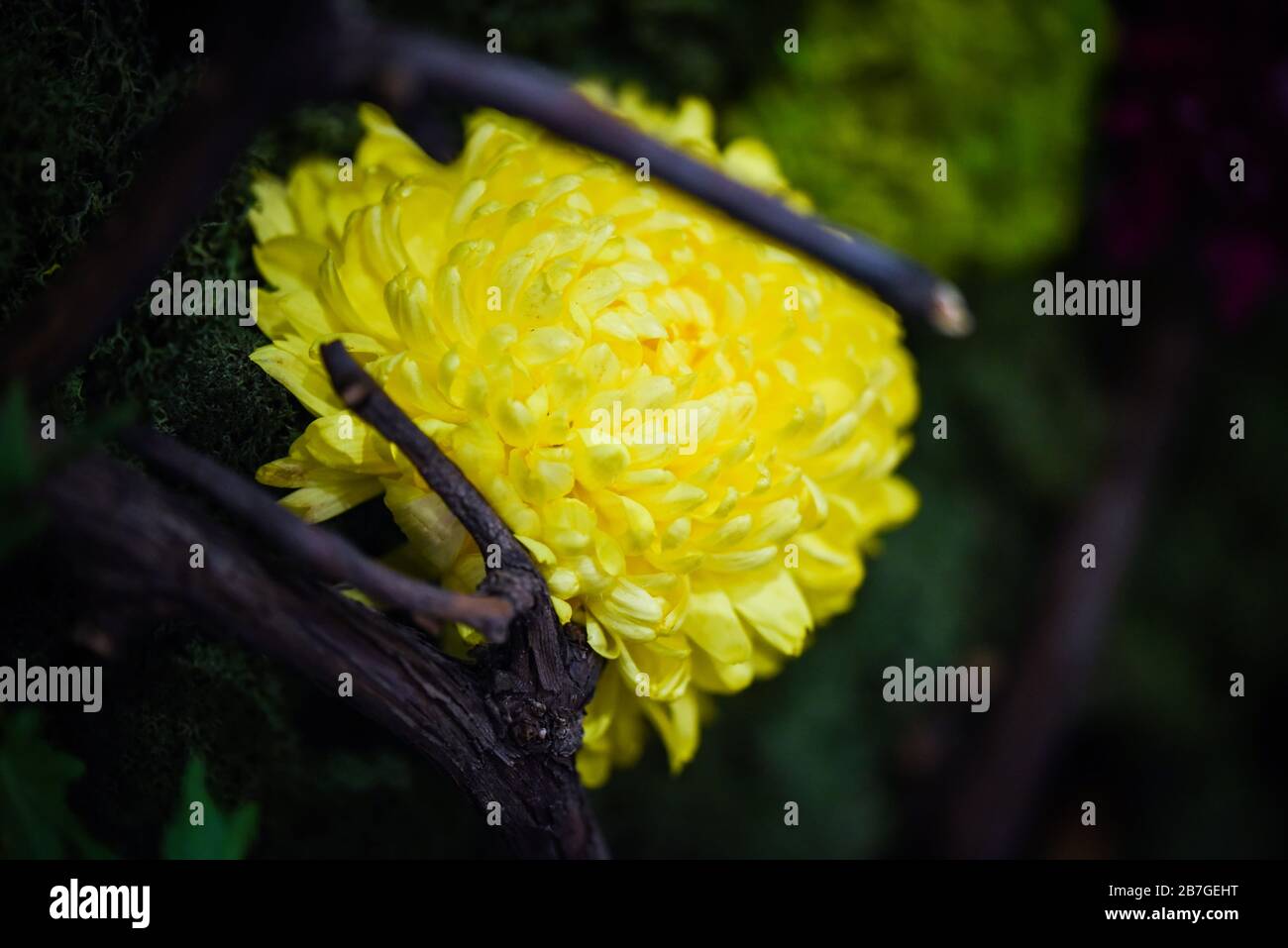 fresh natural flowers close up view Stock Photo - Alamy
