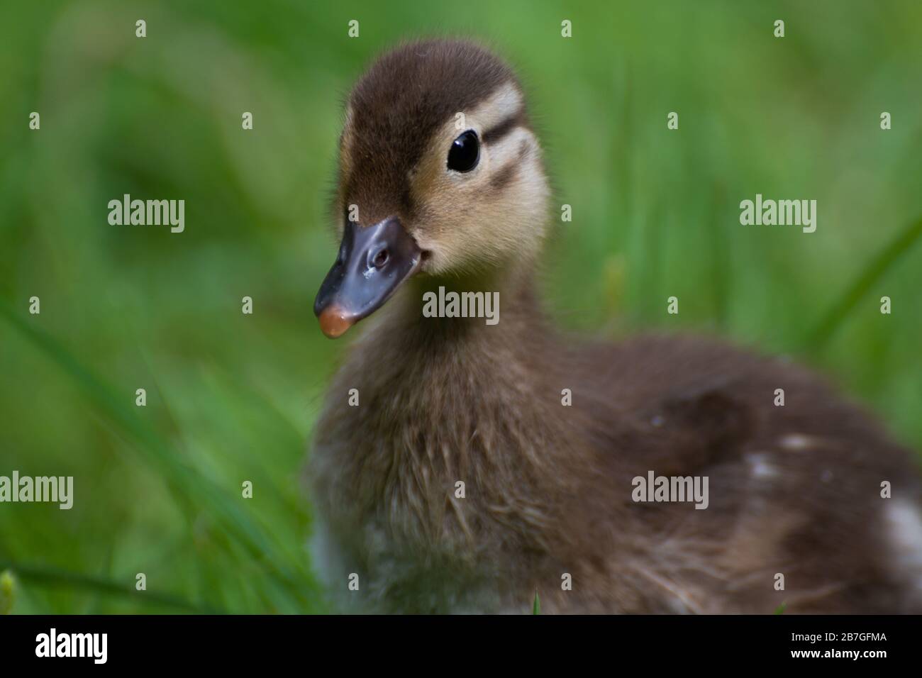Cute little fluffy duckling babies hi-res stock photography and images ...
