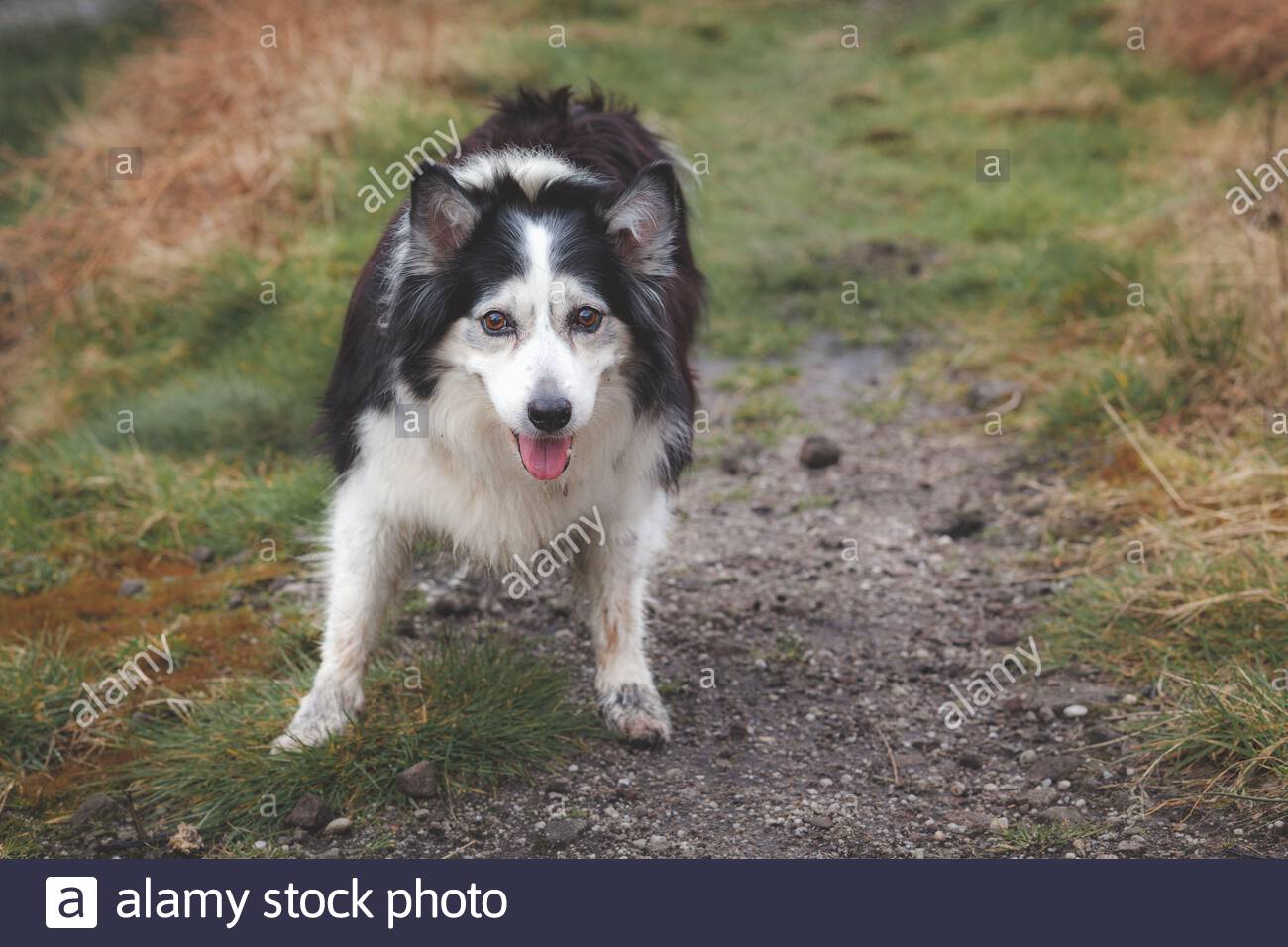 Female Border Collie High Resolution Stock Photography and Images - Alamy