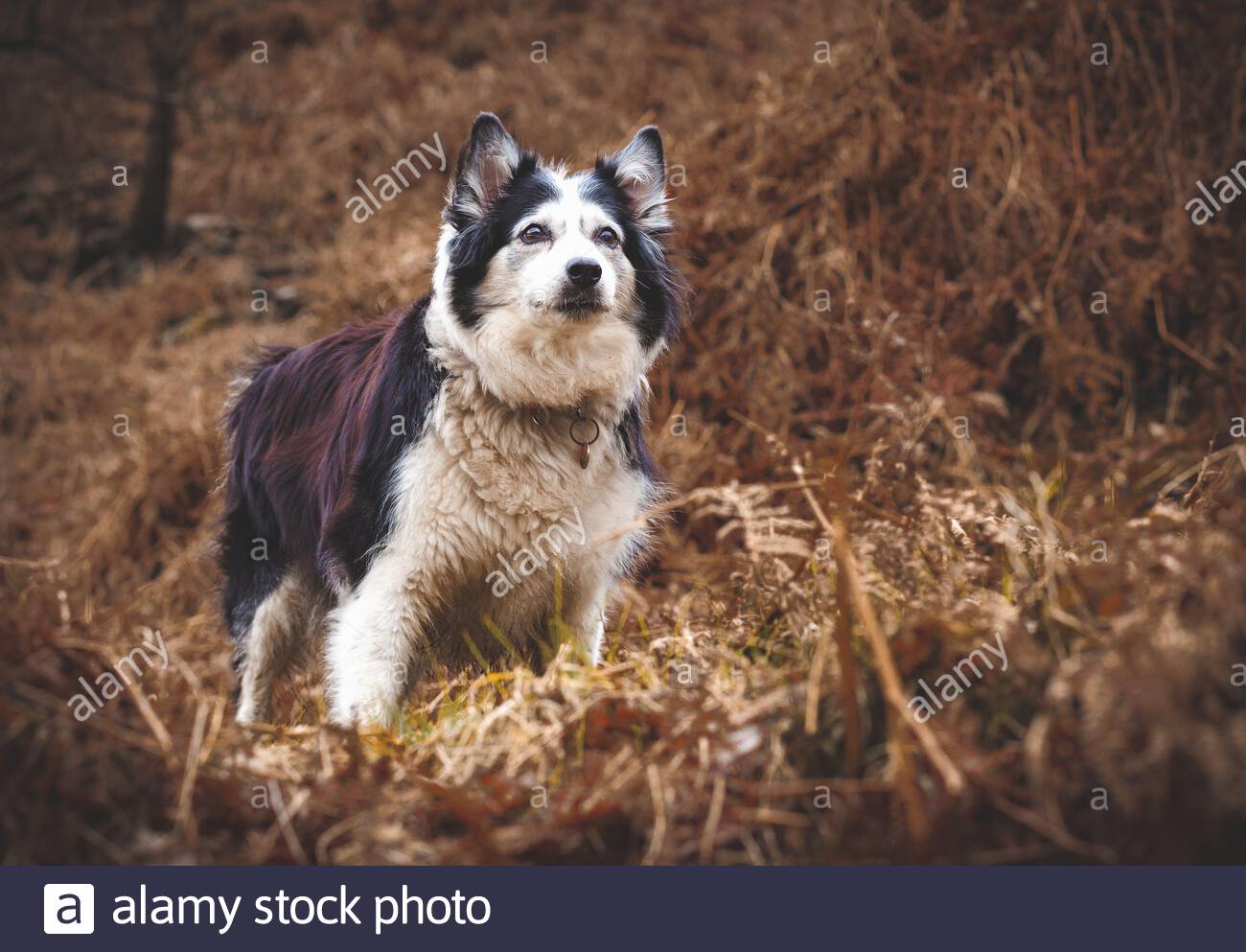 Female Border Collie High Resolution Stock Photography and Images - Alamy