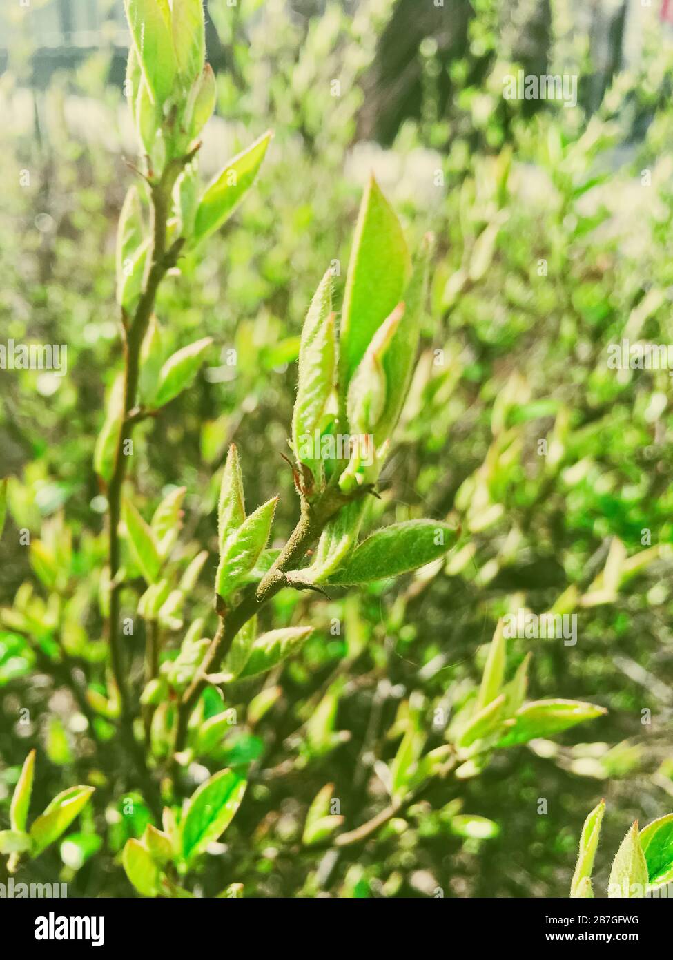 Green spring leaves in botanical garden on a sunny day, beautiful ...