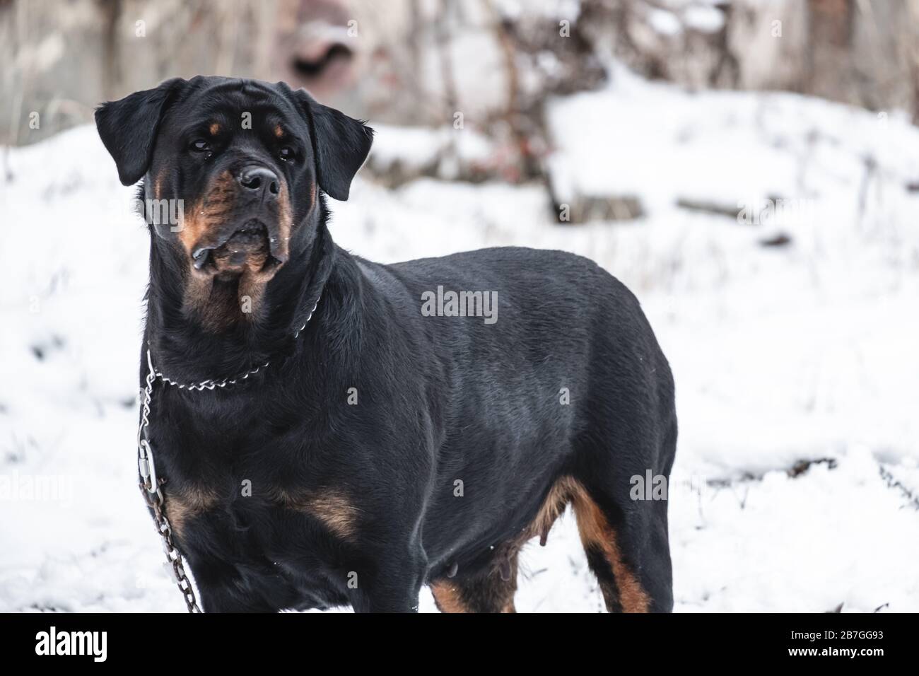Rottweiler winter hi-res stock photography and images - Alamy