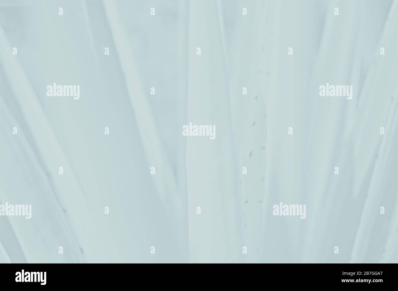 Leaves of agave plant (agave americana) close cropped view; texture and ...