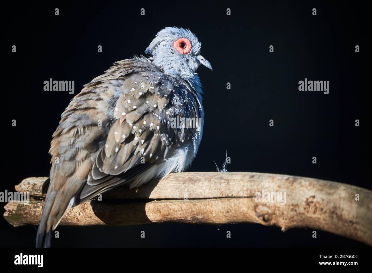 Close Up shot of a Diamond Dove bird Stock Photo - Alamy