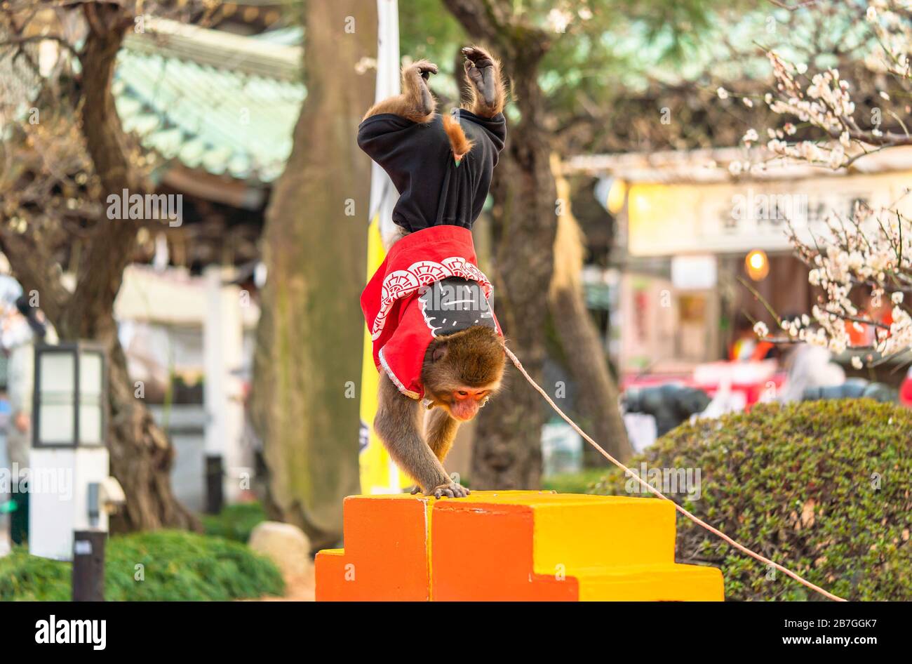 Traditional Japanese show of Sarumawashi where a monkey does acrobatic ...