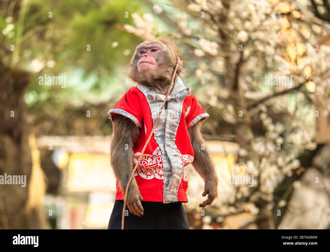 Street Performer With A Monkey High Resolution Stock Photography and ...