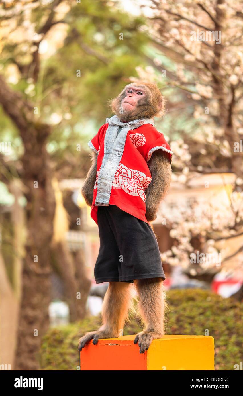 Japan temple shinto monkey hi-res stock photography and images - Alamy