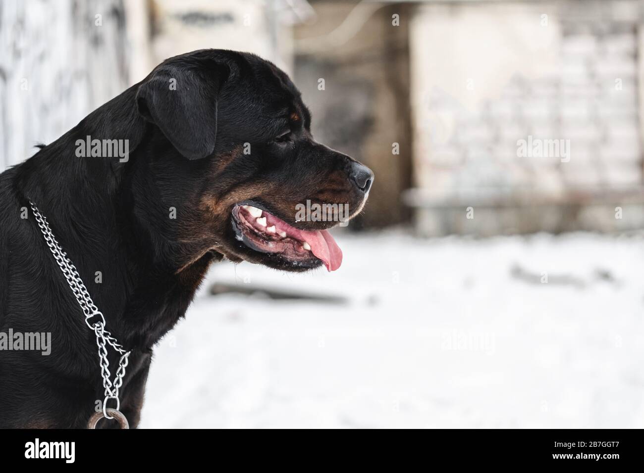 Rottweiler winter hi-res stock photography and images - Alamy