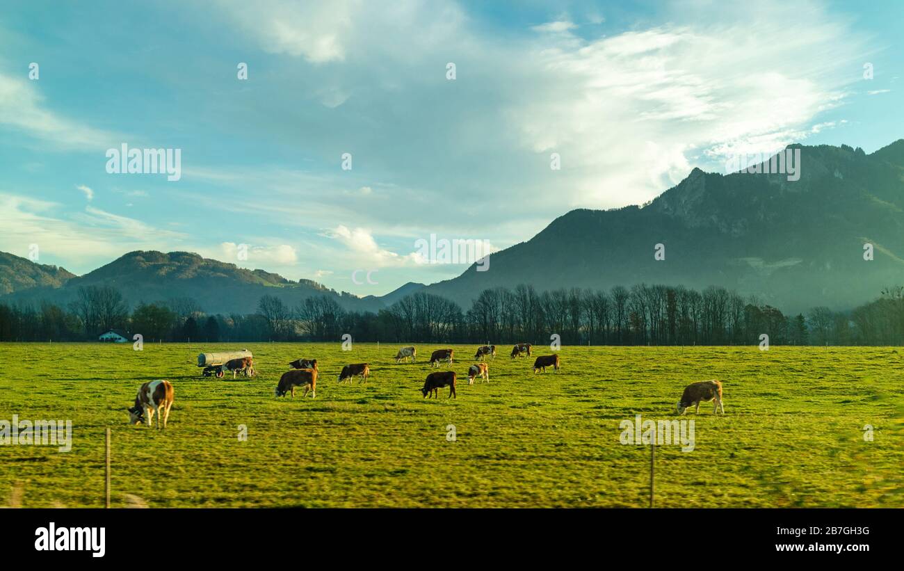 Landscape with cows on a green pasture in a spring day Stock Photo - Alamy