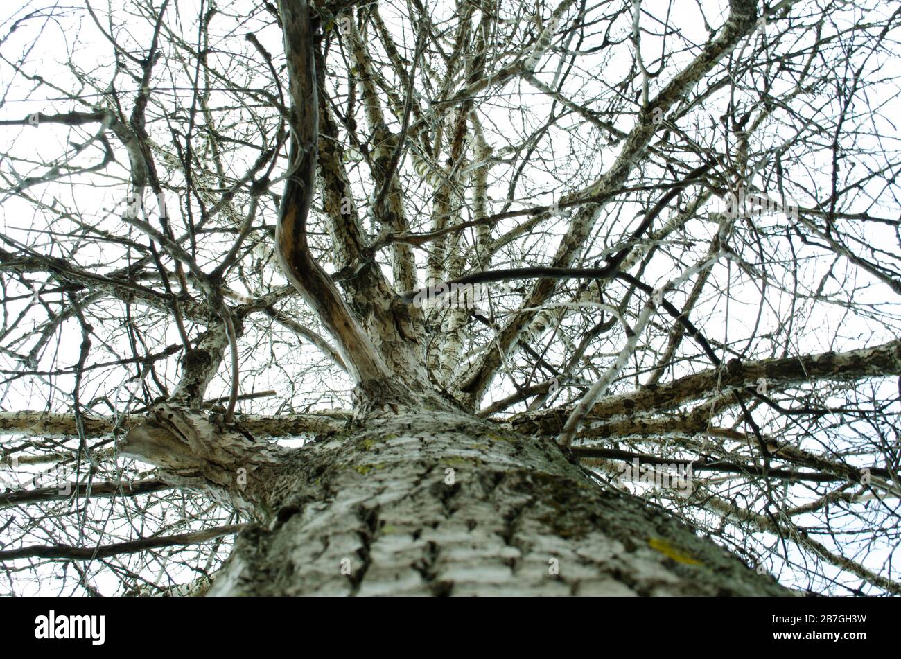 Looking up. Sky through the tree branches. View through the tree Stock ...