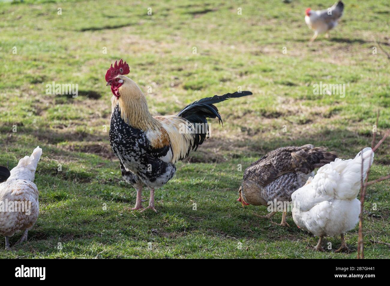 Freilandhaltung hi-res stock photography and images - Alamy
