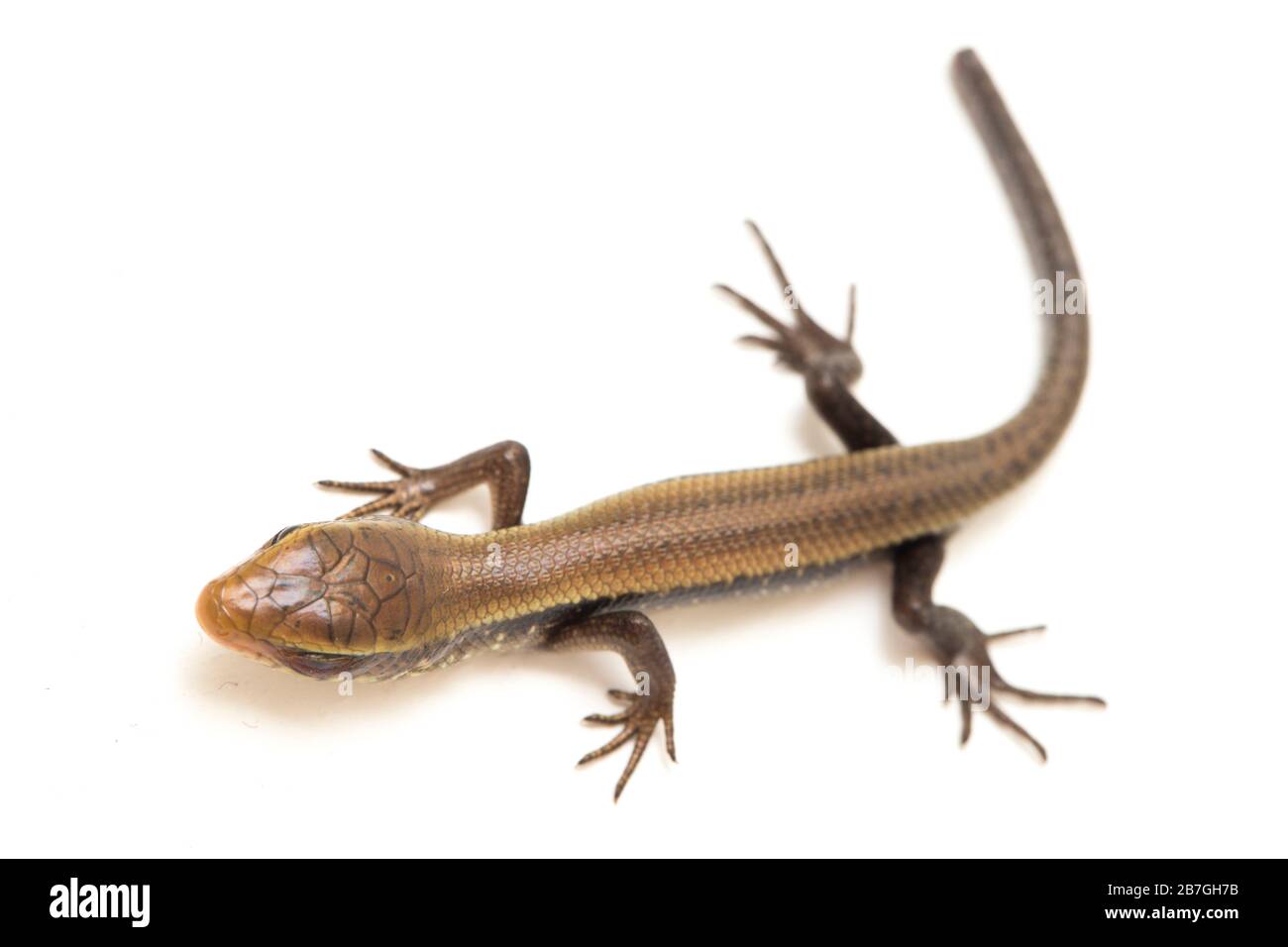 Indian forest skink hi-res stock photography and images - Alamy