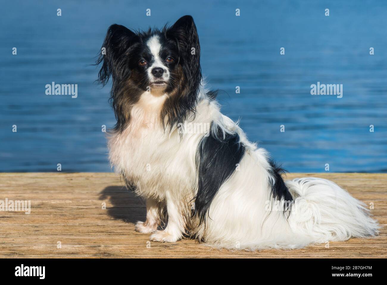 Papillon dog white and brindle coat at the seaside Stock Photo - Alamy