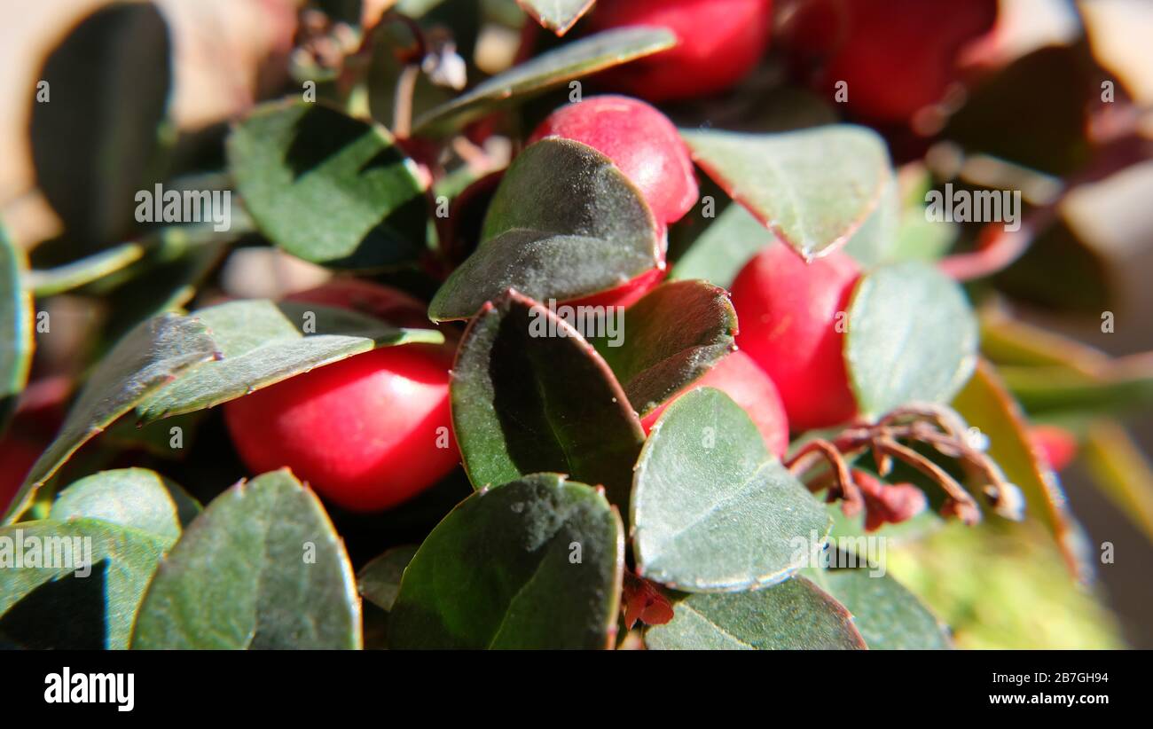 Wintergreen shrub hi-res stock photography and images - Alamy