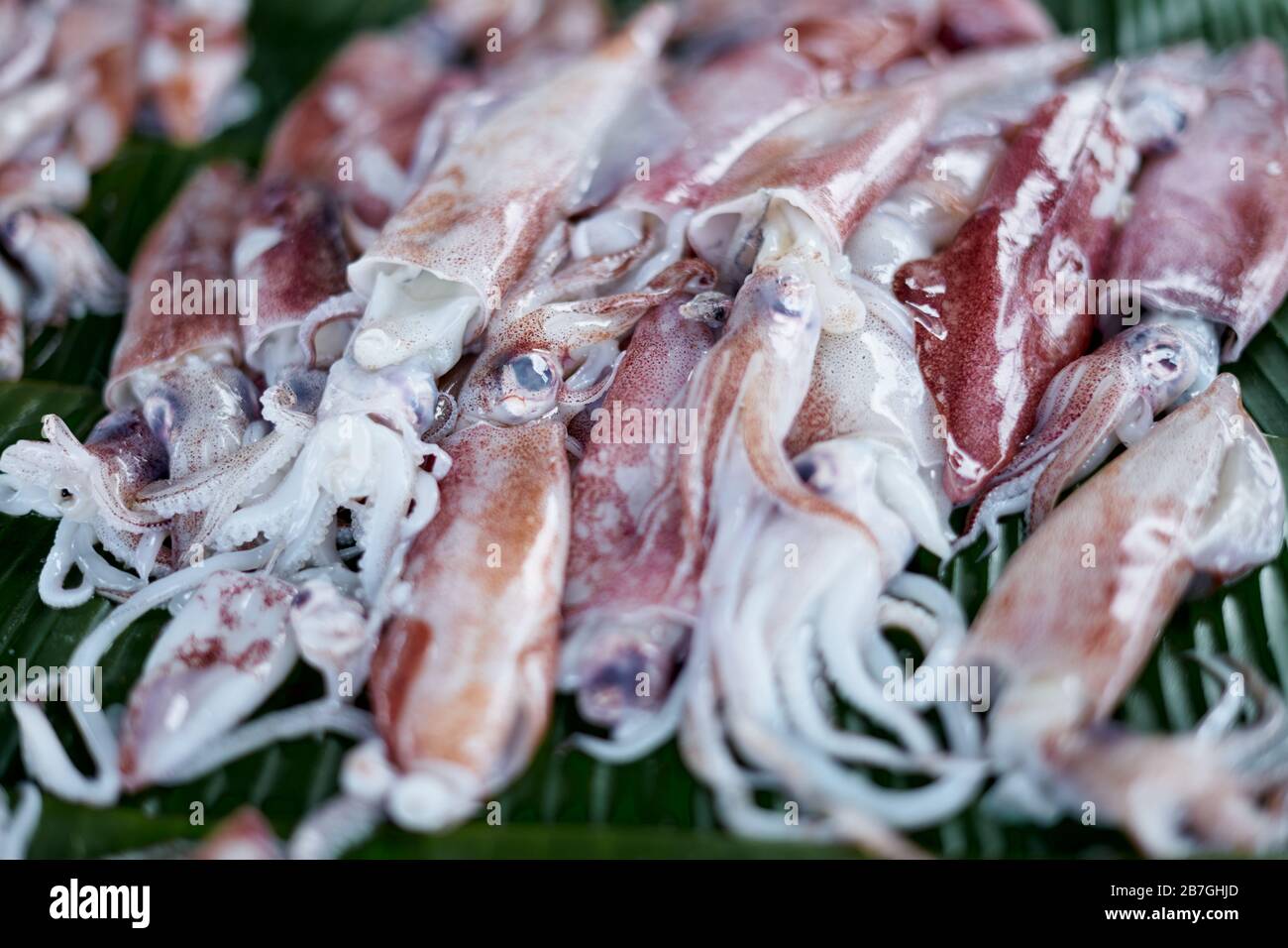 Fresh Group of Squid sale at Local fish Market Stock Photo - Alamy