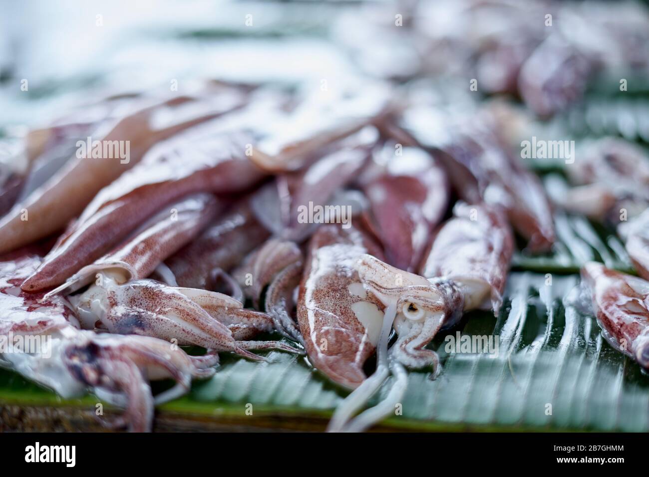 Fresh Group of Squid sale at Local fish Market Stock Photo - Alamy