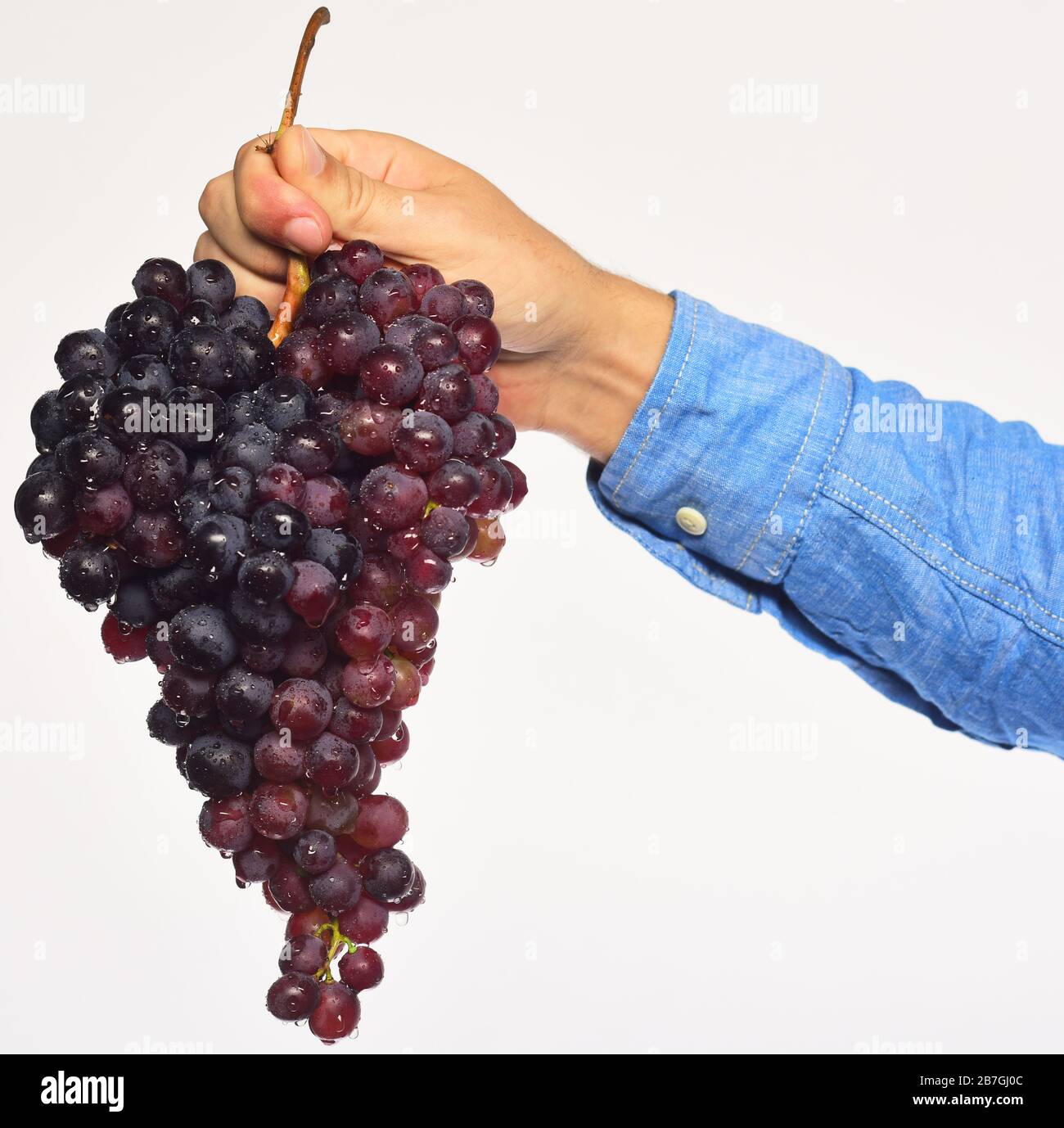 Male hand holds bunch of black grapes isolated on white background ...