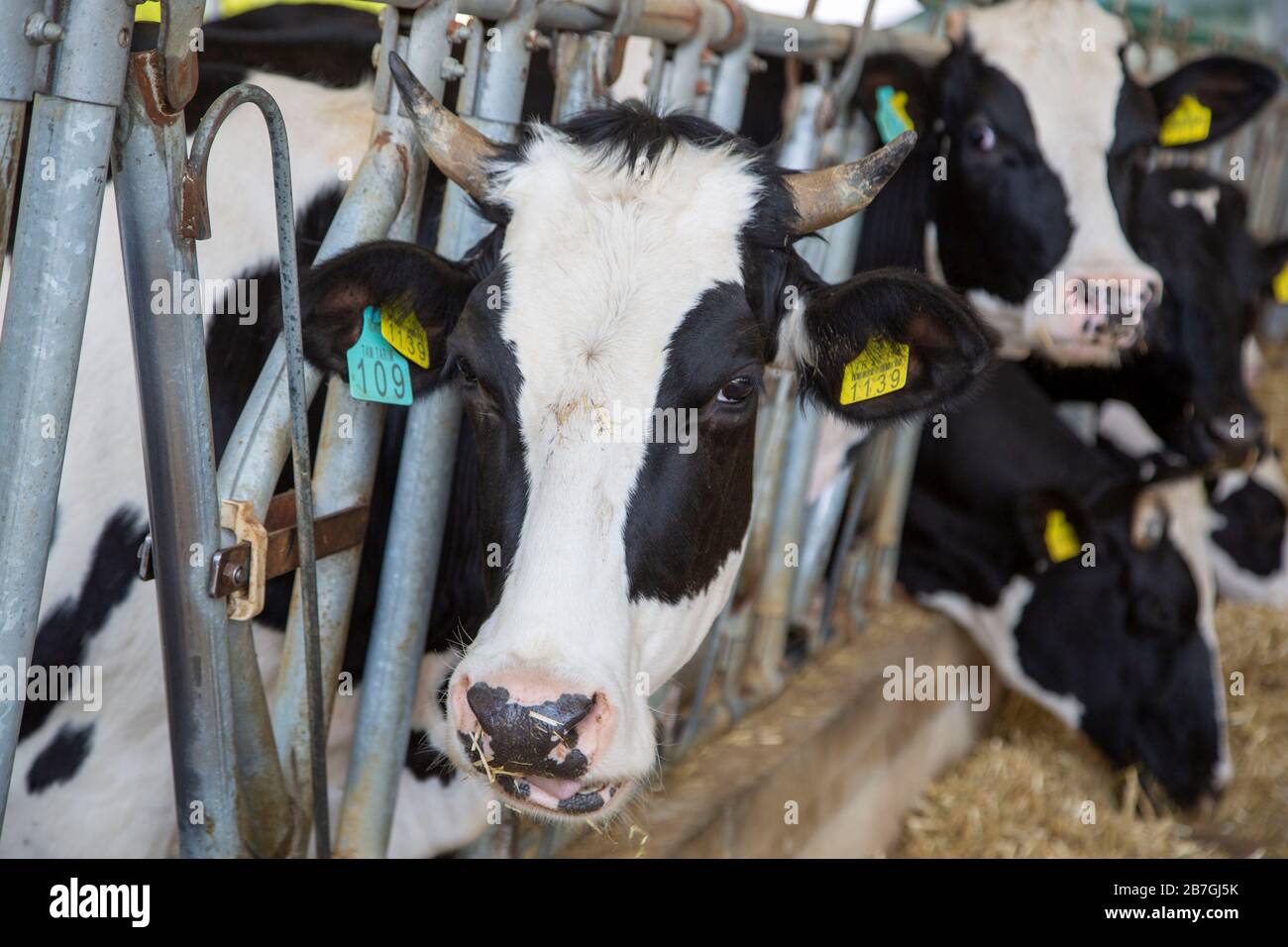 Cow farm in the Turkey Stock Photo - Alamy