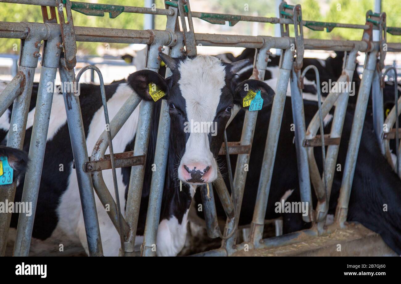 Cow farm in the Turkey Stock Photo - Alamy