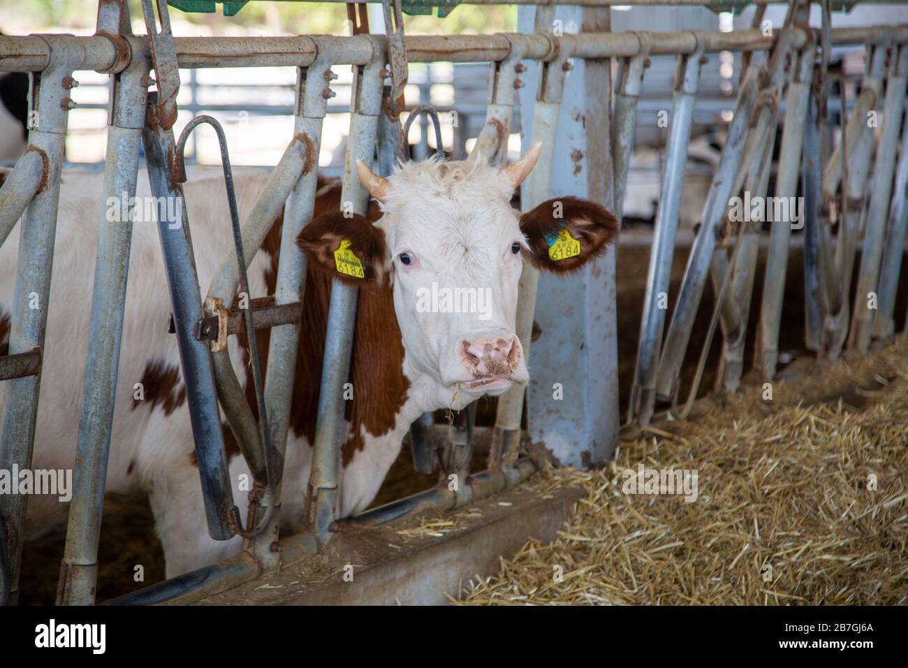 Cow farm in the Turkey Stock Photo - Alamy