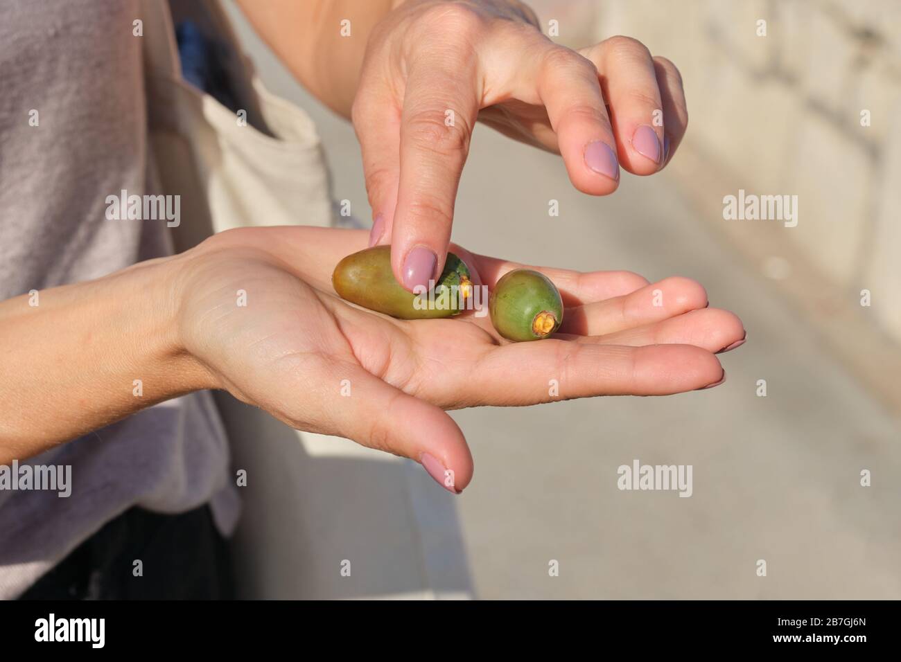 Green date palm fruits in hand Stock Photo - Alamy