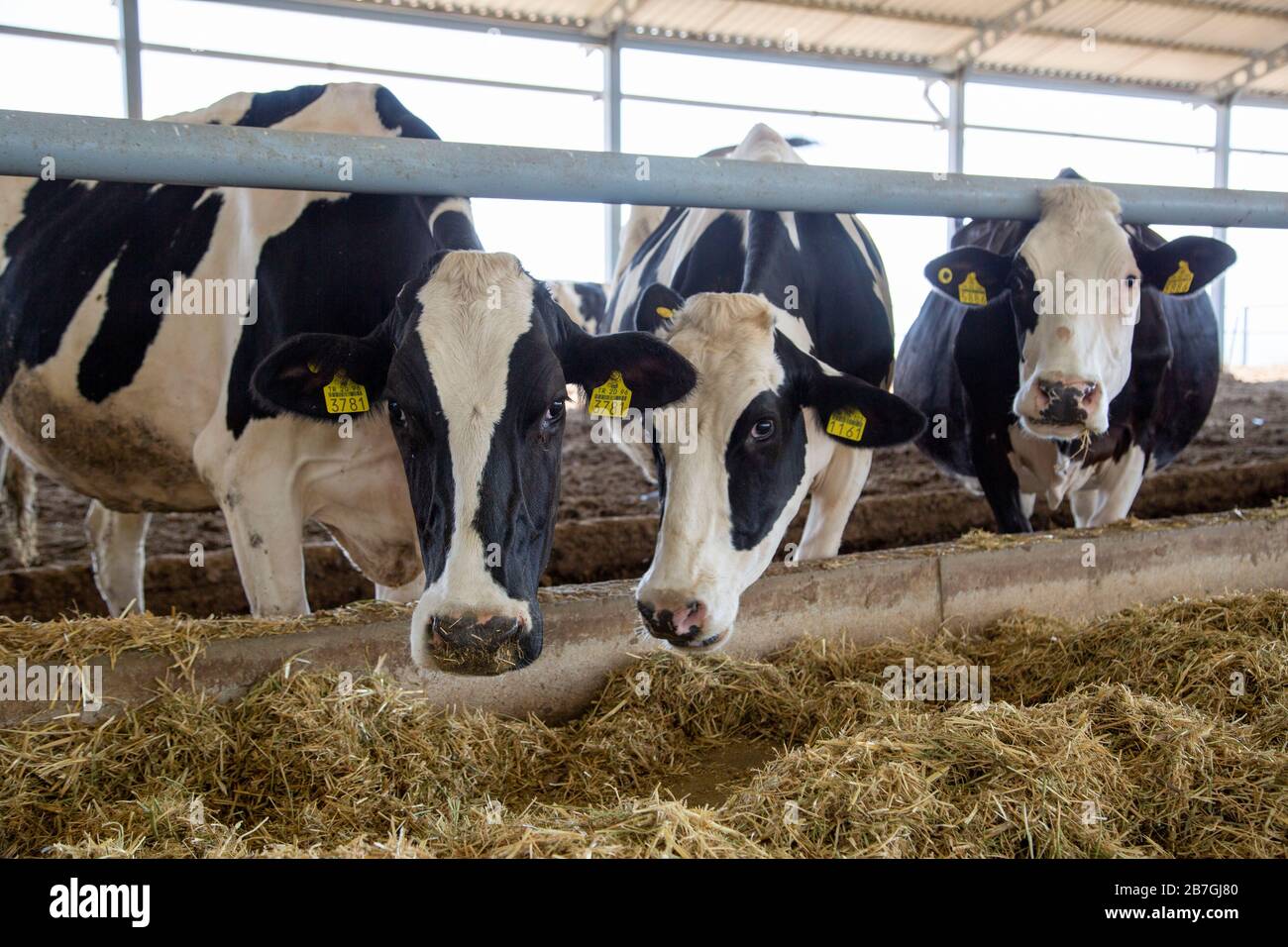 Cow farm in the Turkey Stock Photo - Alamy