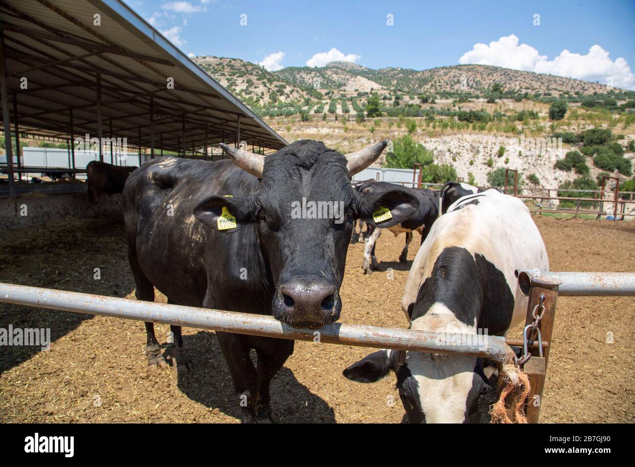 Cow farm in the Turkey Stock Photo - Alamy