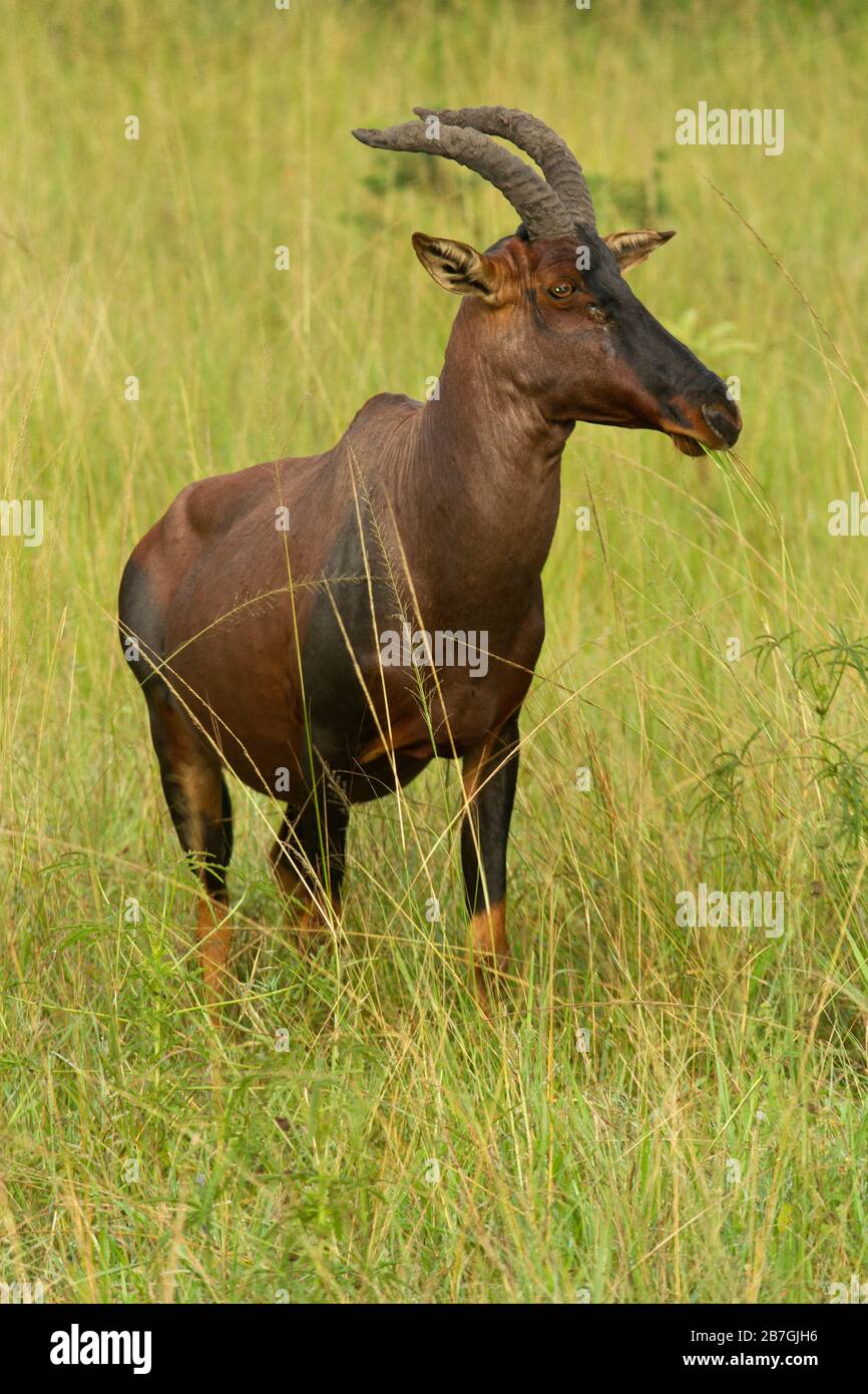 The mature male Topi has an area in the centre of his territory called ...