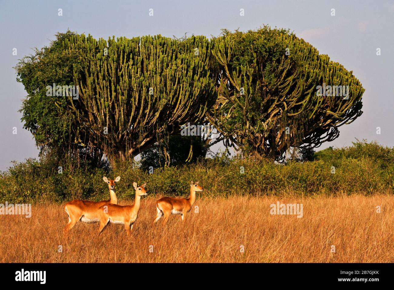 Female Kob stand close to a stand of large Candelabra Tree, a ...