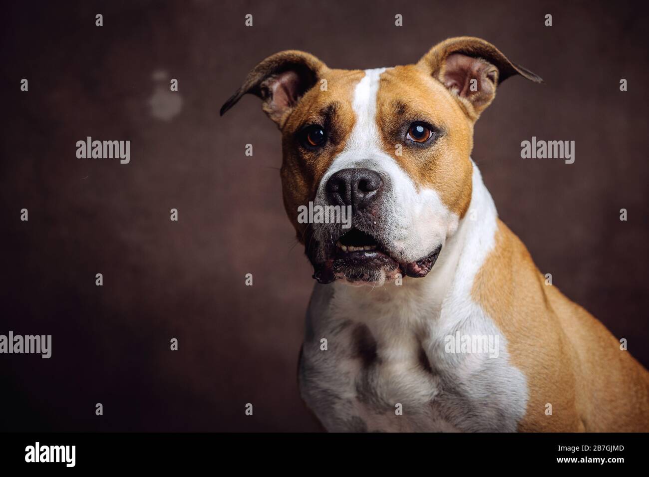 American staffordshire terrier teeth hi-res stock photography and ...
