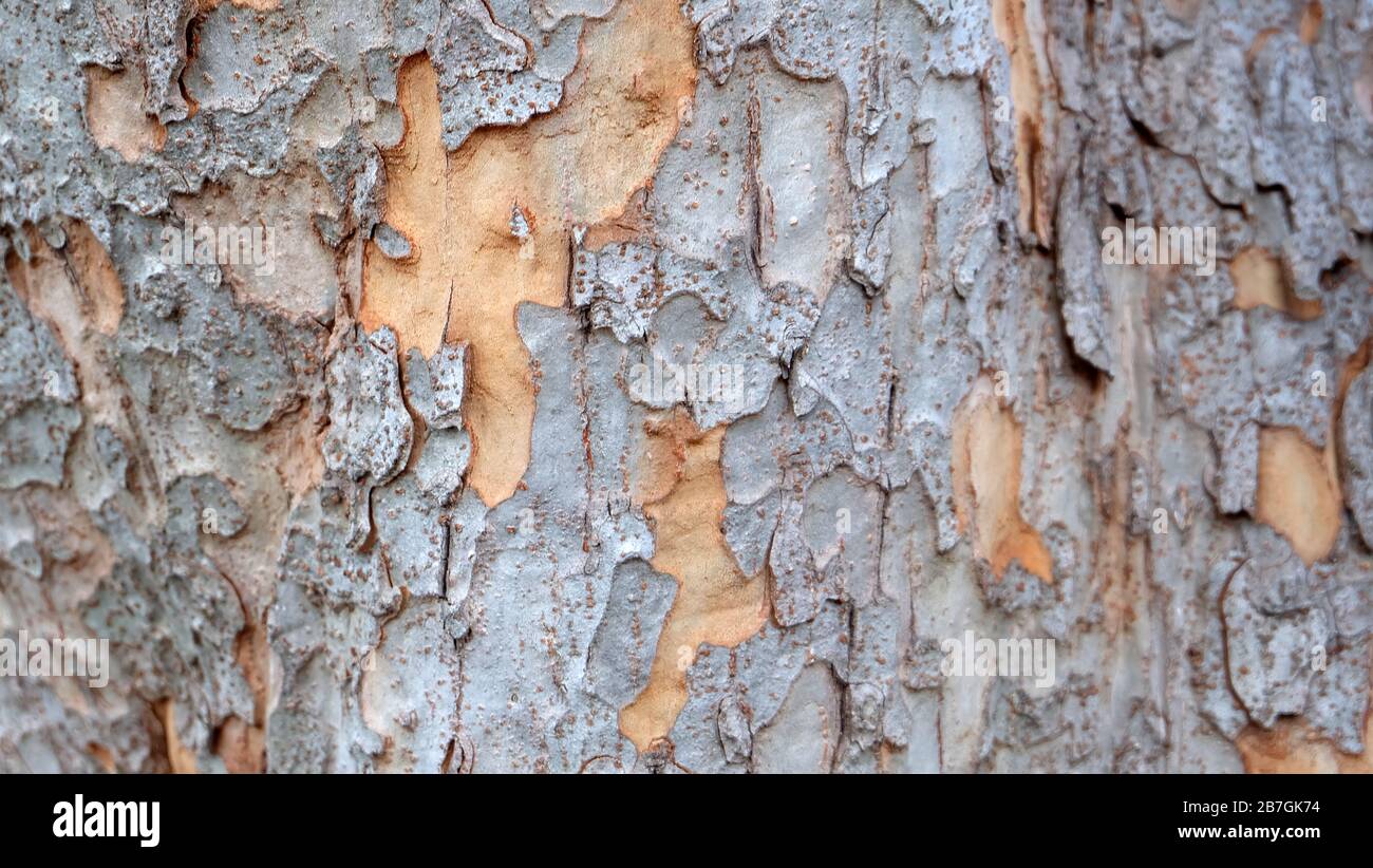 Closeup of tree trunk, with pieces of the tree bark peeling apart Stock ...