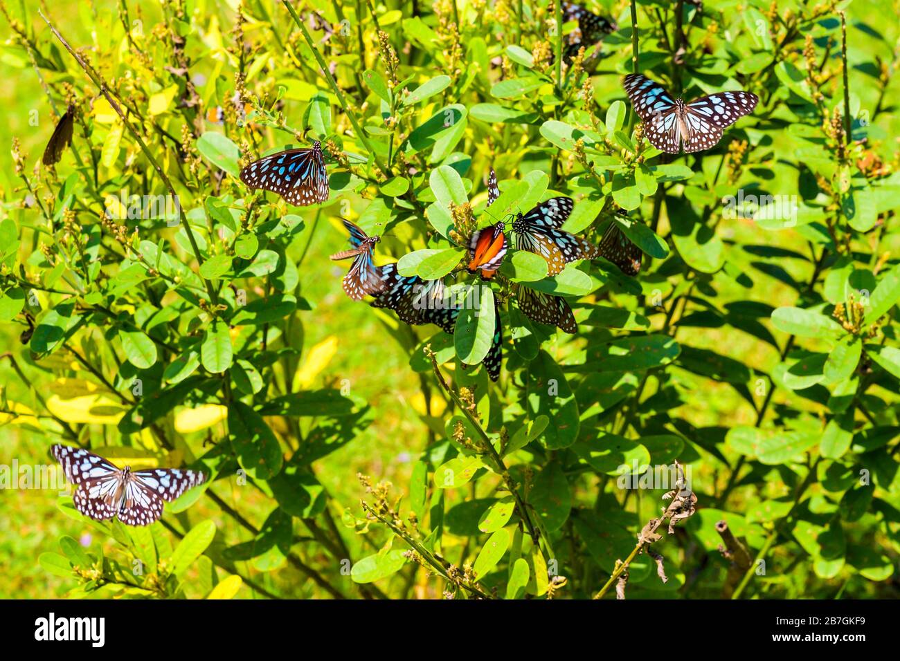 Asia Sri Lanka Polonnaruwa Dipauyana bush shrub with cluster Dark Blue ...