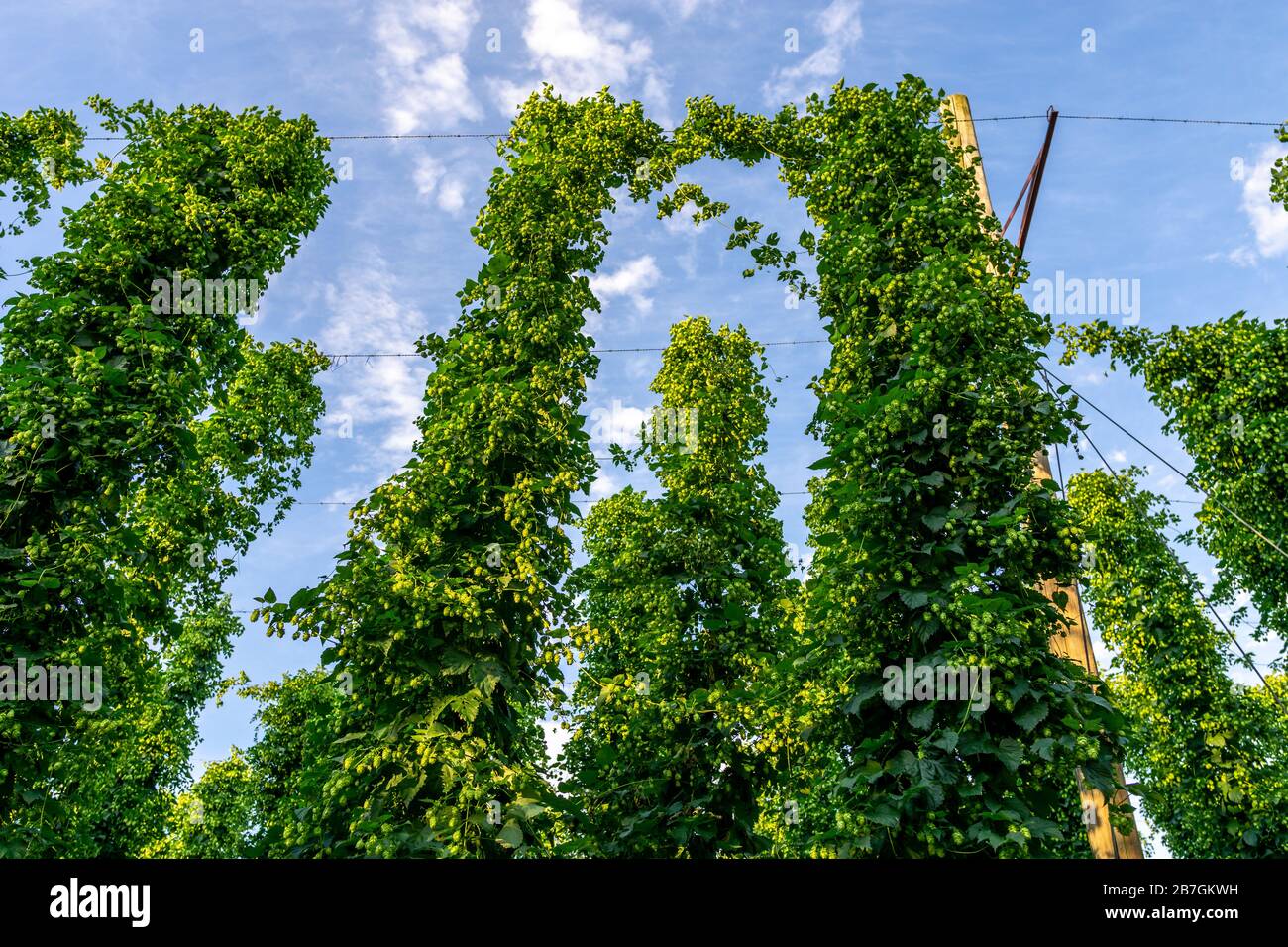 Hop farmers hi-res stock photography and images - Alamy