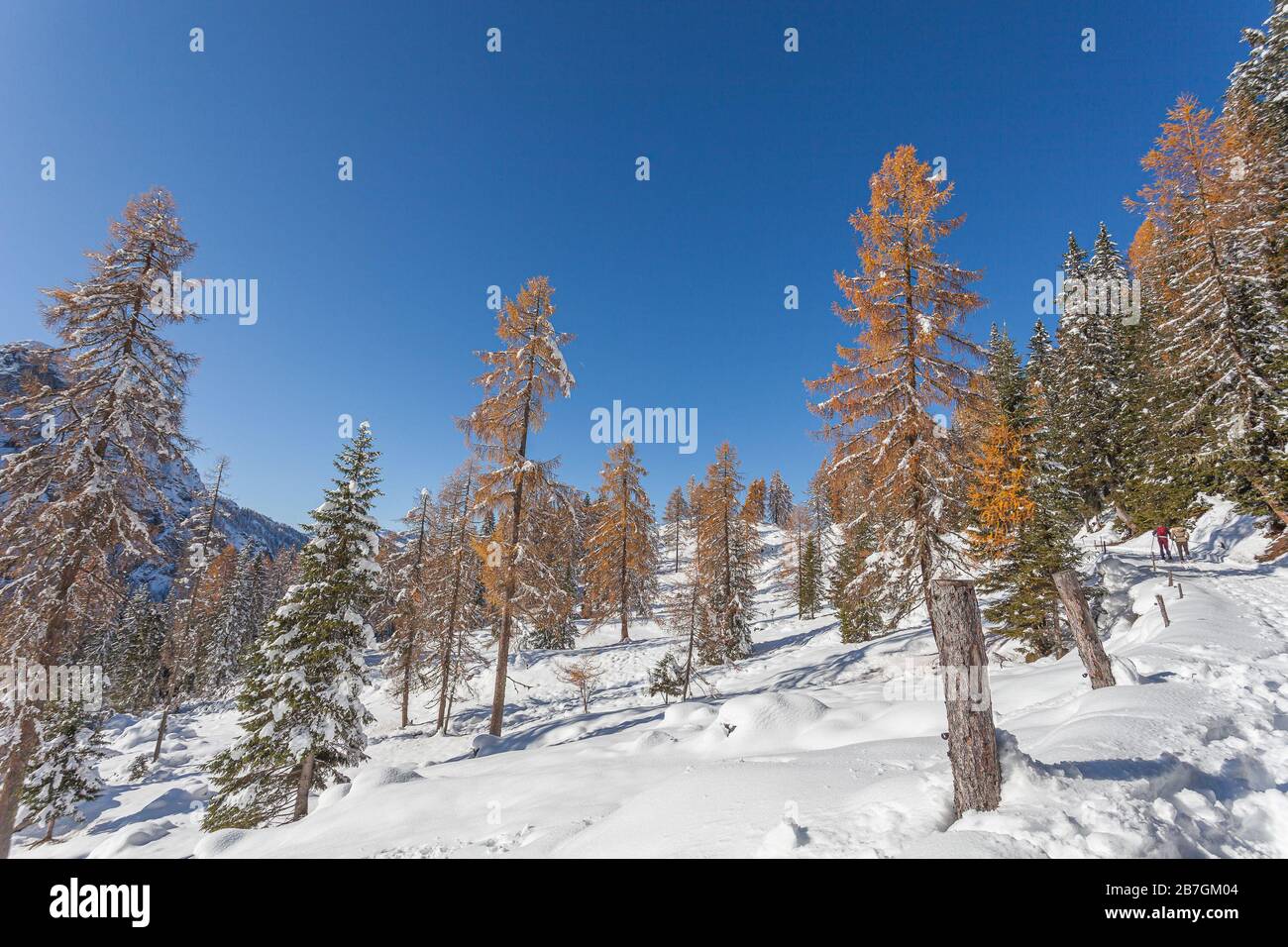 Orange larches covered with snow alongside a path with two people Stock ...