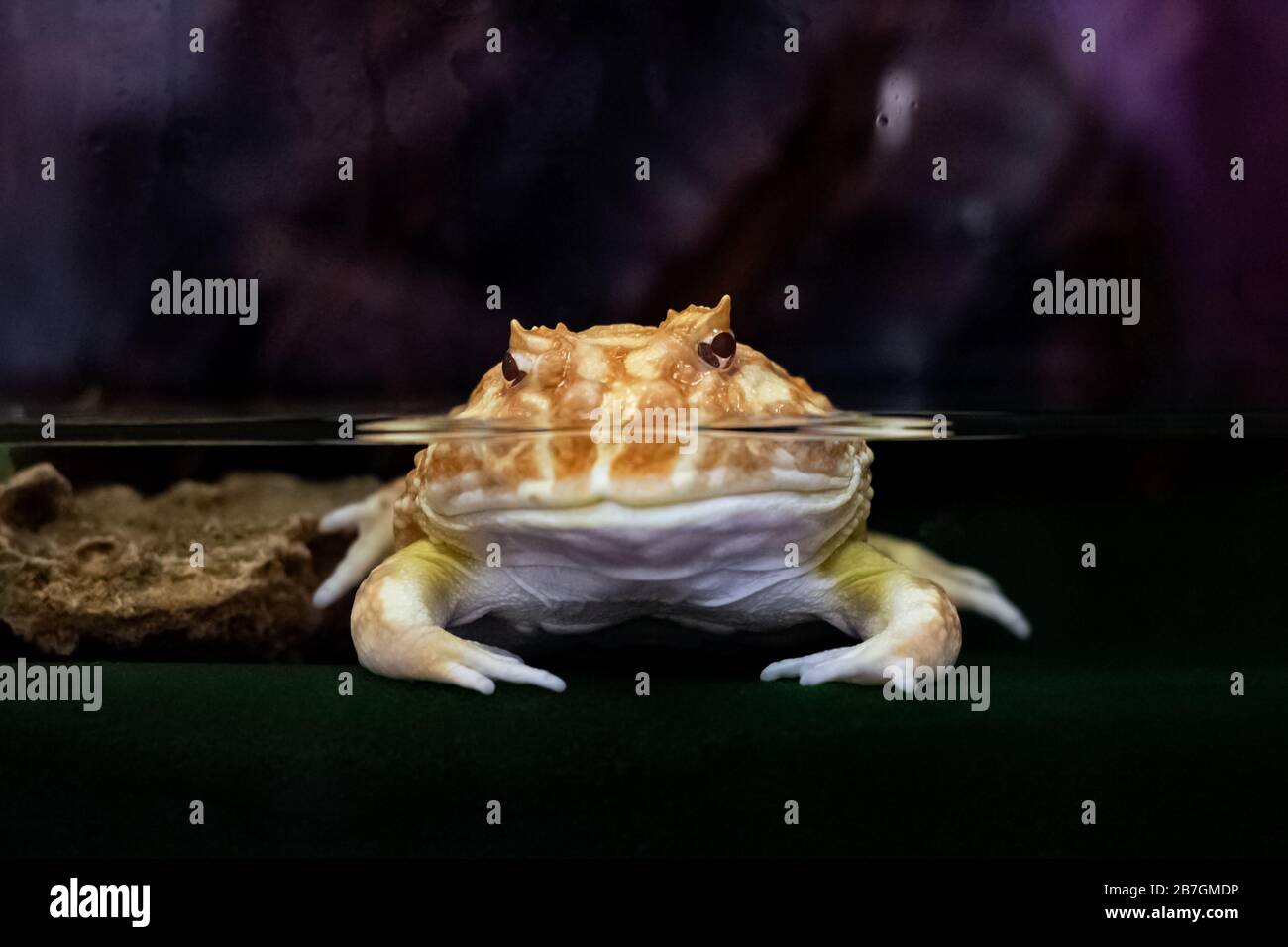 Amazon Horned Frog High Resolution Stock Photography and Images - Alamy