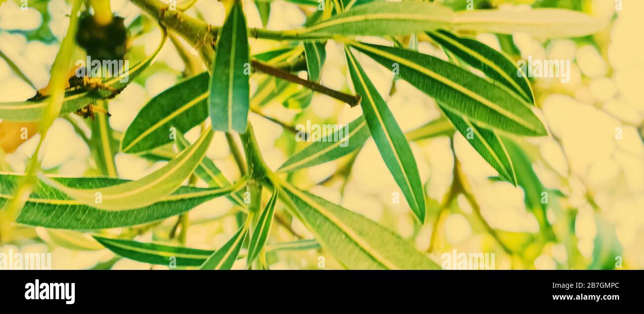Botanical background, olive tree branches and leaves in summer ...