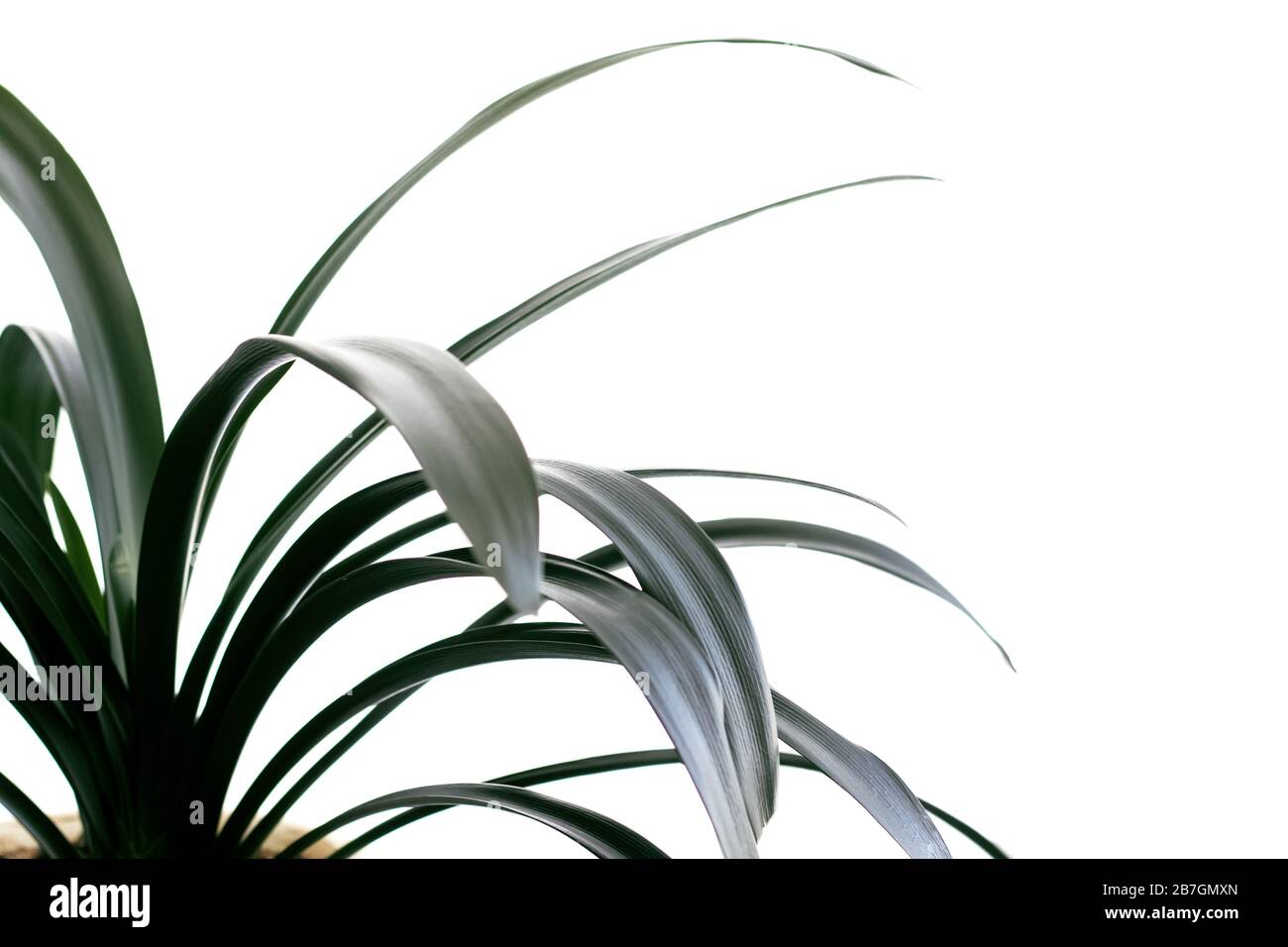 Long green leaves isolated on white background Stock Photo - Alamy