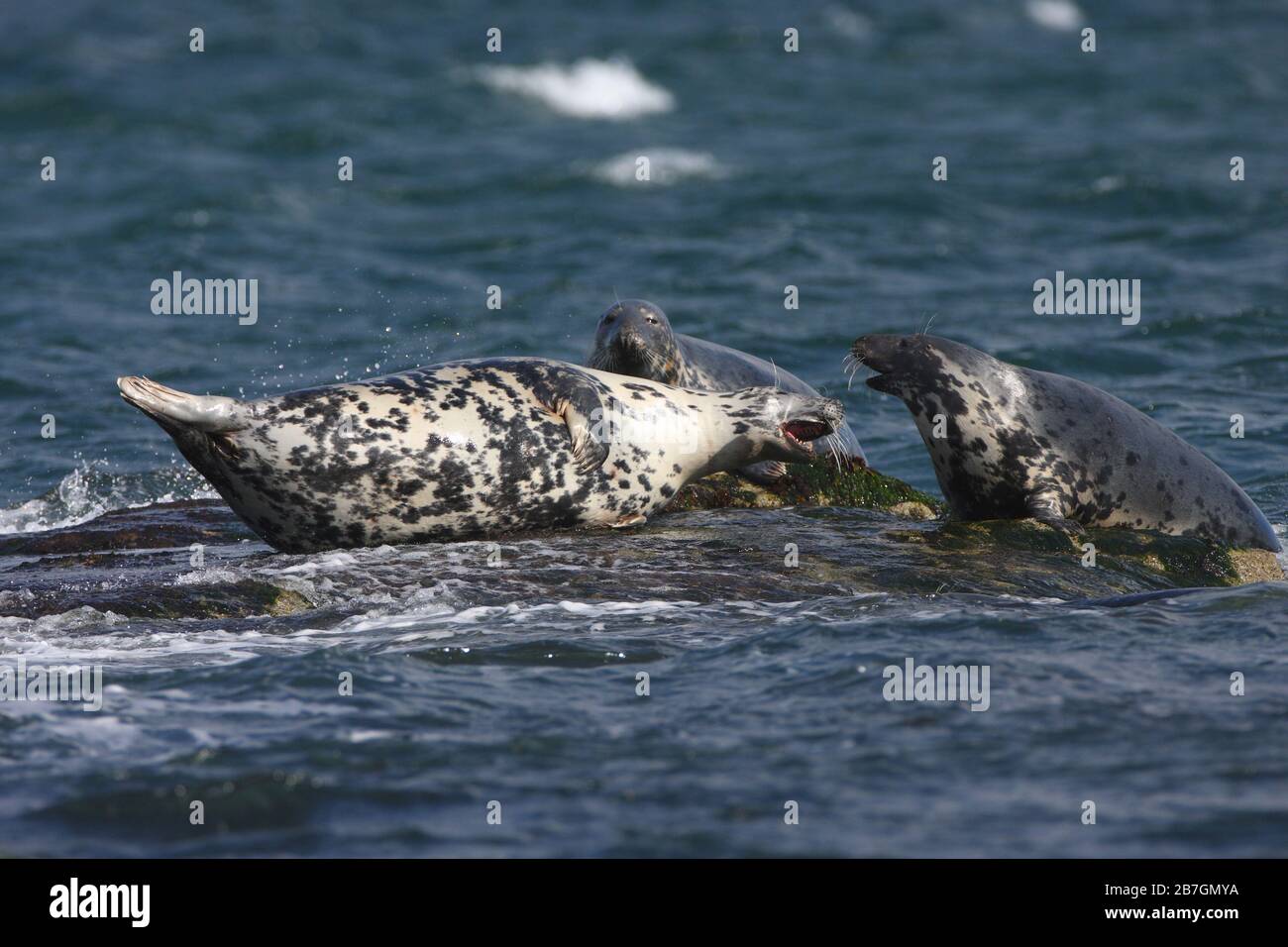 Holy seal hi-res stock photography and images - Alamy