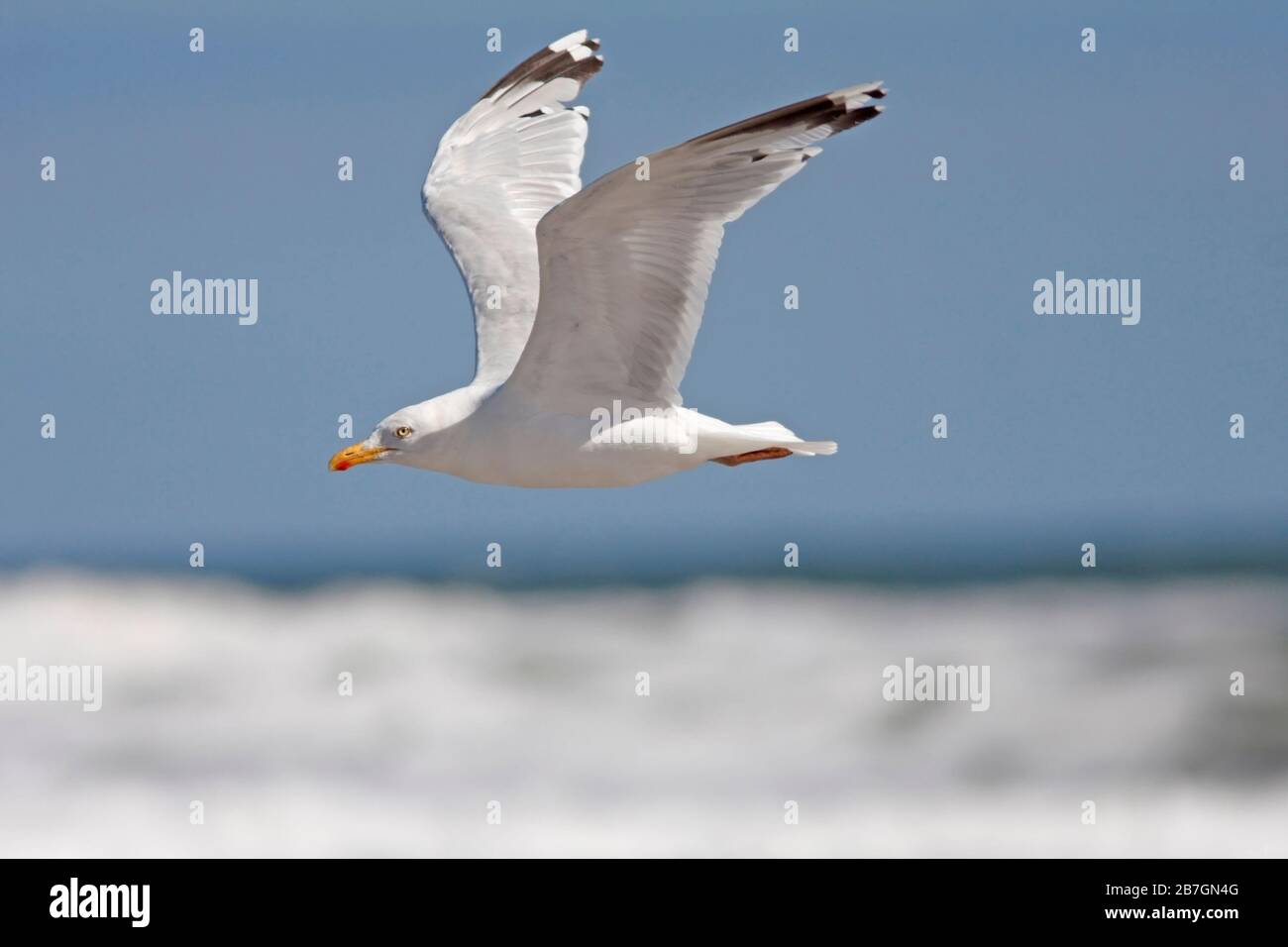 Flying seagull uk hi-res stock photography and images - Alamy
