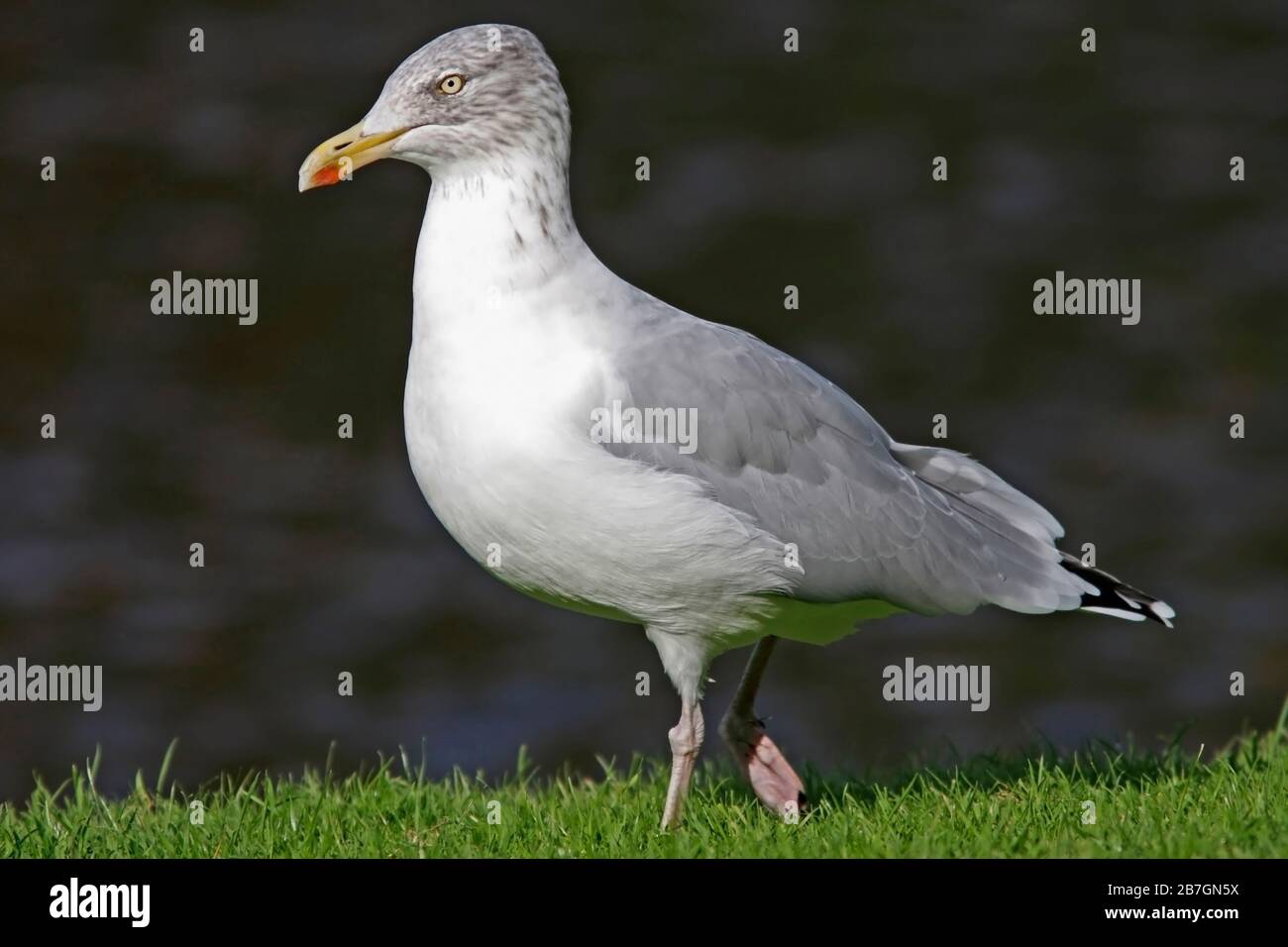 Scottish breeding birds hi-res stock photography and images - Alamy