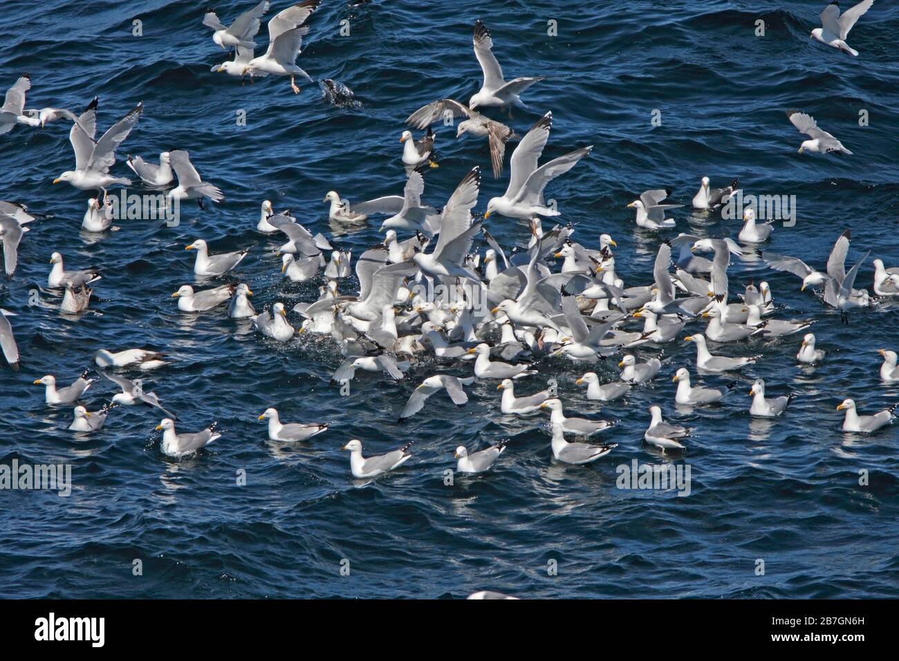 Flock feeding on sand eels hi-res stock photography and images - Alamy