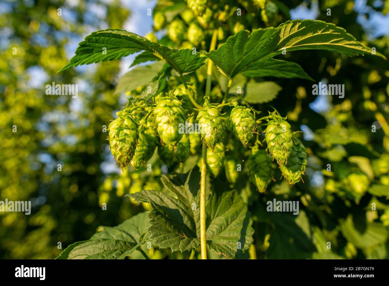 Green hops field. Fully grown hop bines. Hops field in Bavaria Germany ...